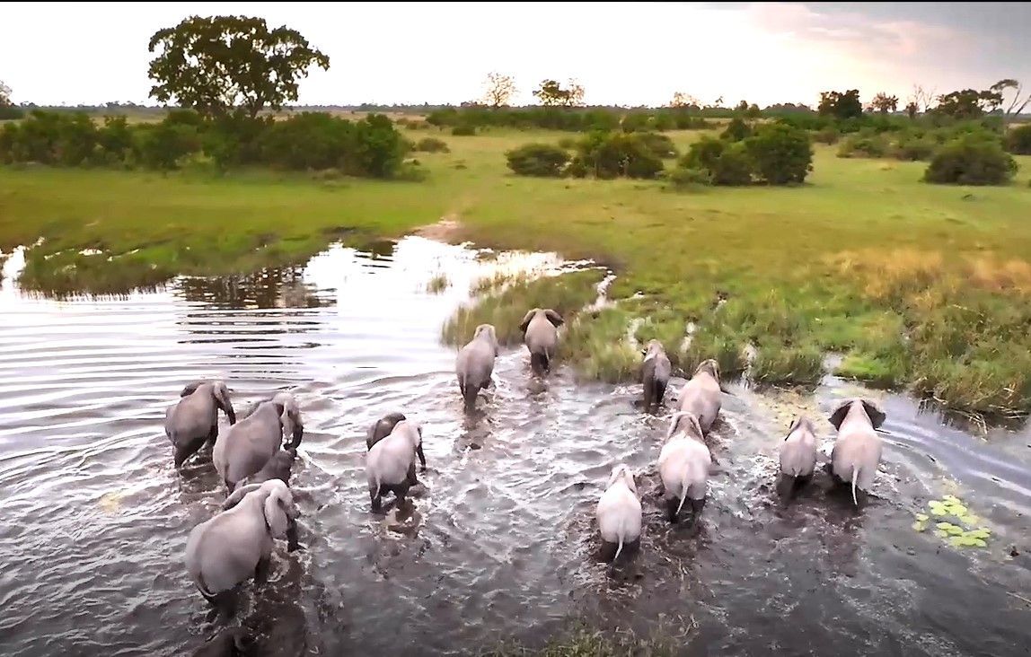 Preserving animal diversity through Capstone projects with UCL ...